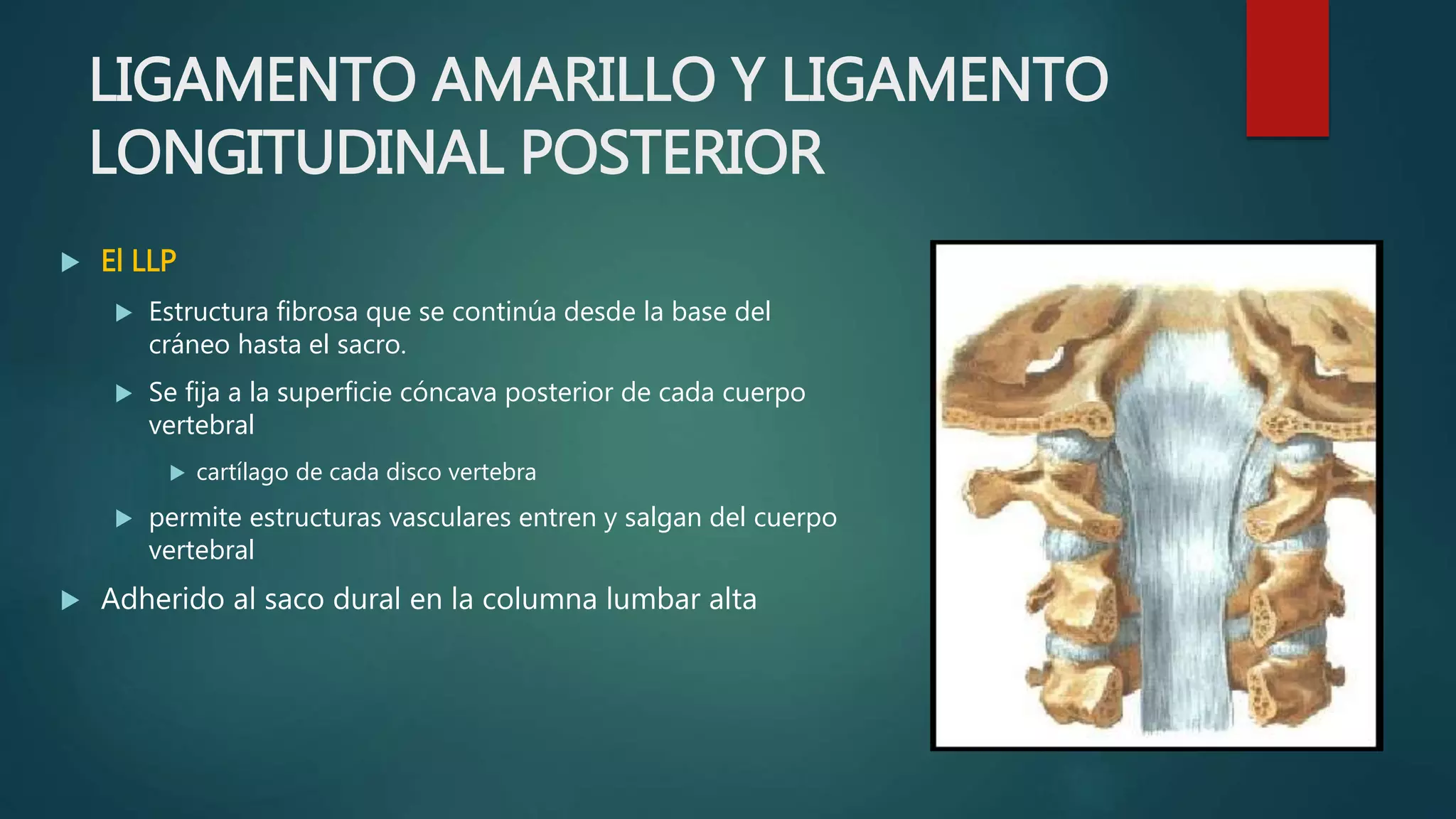 Anatomia espacio epidural | PPTX