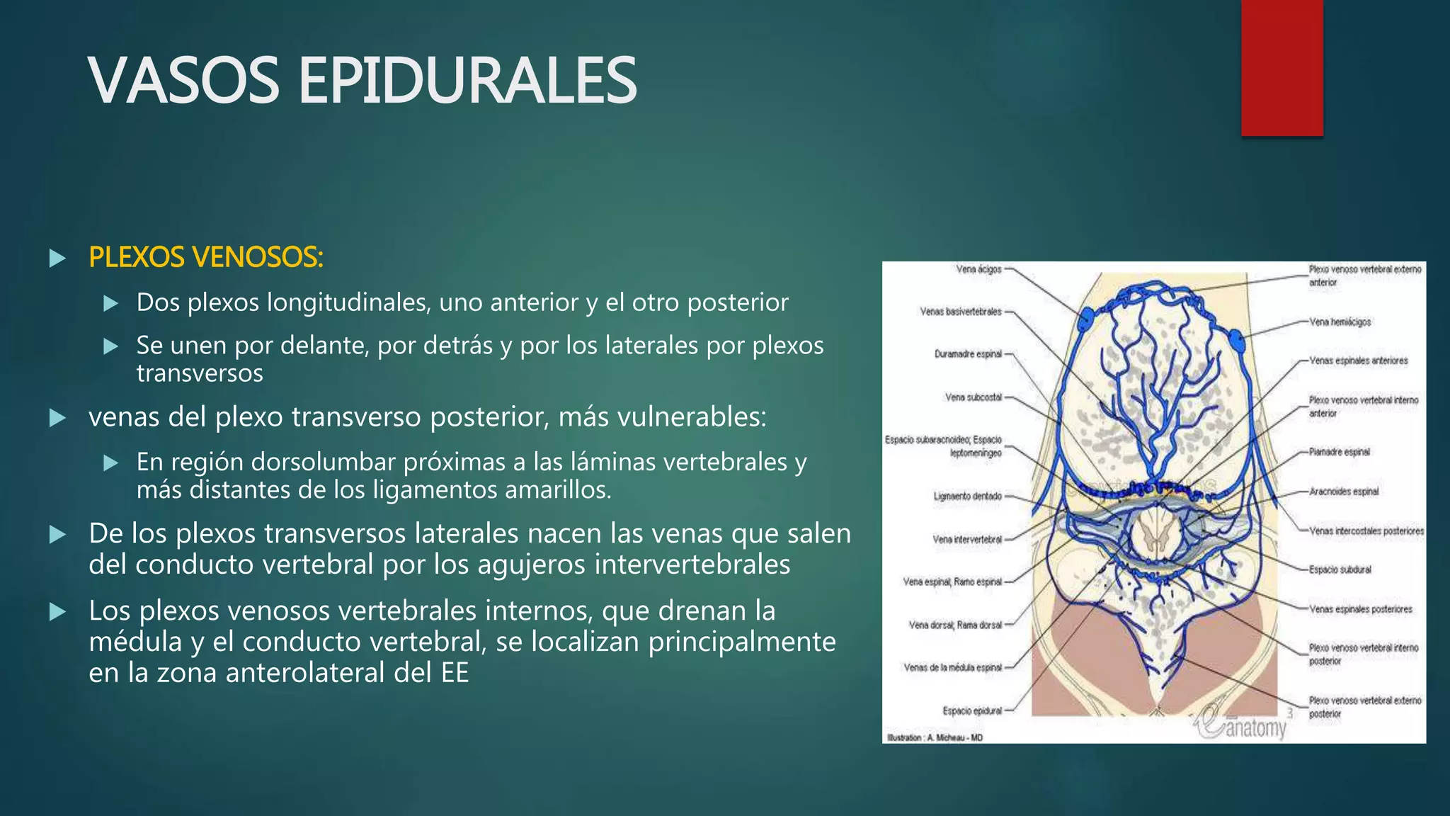 Anatomia espacio epidural | PPTX