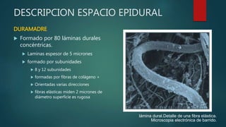 Anatomia espacio epidural | PPTX