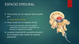 Anatomia espacio epidural | PPTX