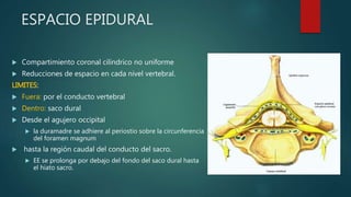 Anatomia espacio epidural | PPTX