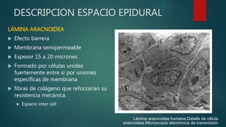 Anatomia espacio epidural | PPTX