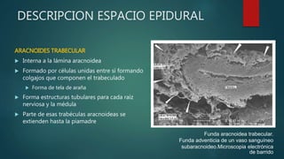 Anatomia espacio epidural | PPTX