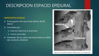 Anatomia espacio epidural | PPTX