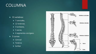 Anatomia espacio epidural | PPTX