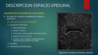 Anatomia espacio epidural | PPTX