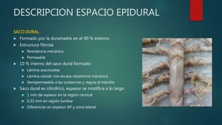 Anatomia espacio epidural | PPTX