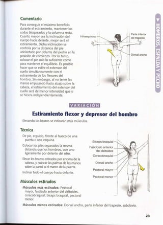 Anatomia estiramientos | PDF