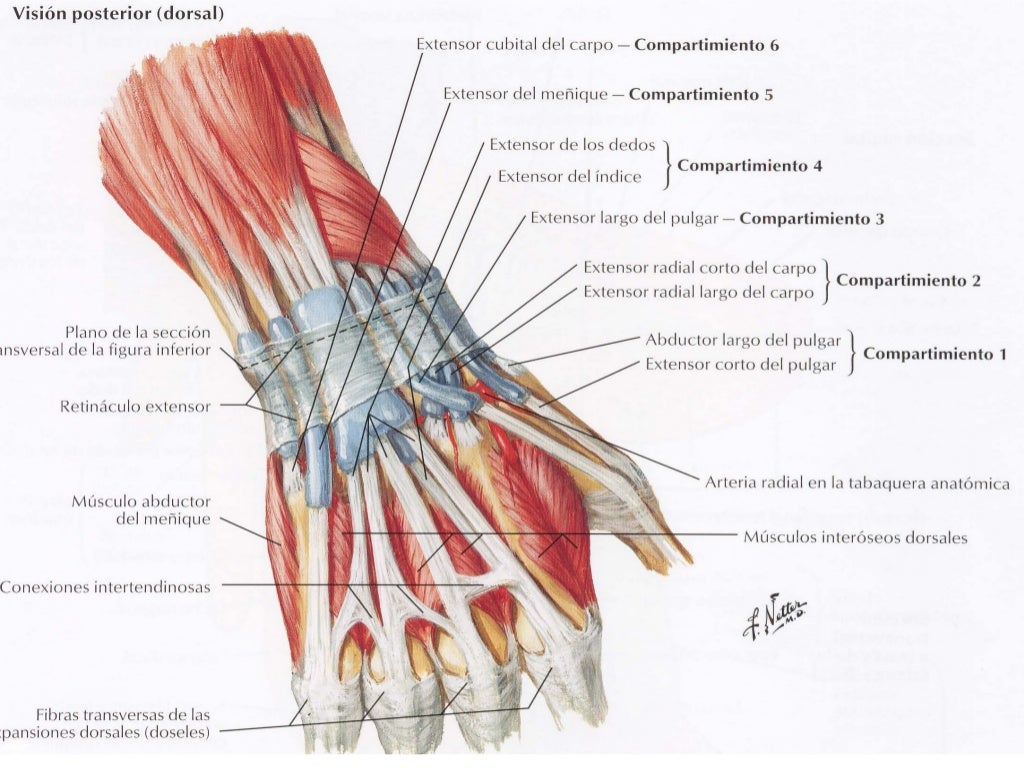 Anatomia Estructural de Muñeca&Mano