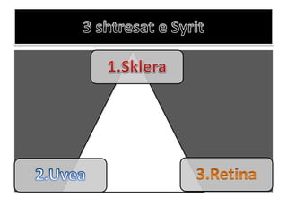 Anatomia e syrit | PPTX