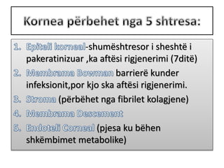 Anatomia e syrit | PPTX