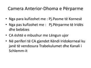 Anatomia e syrit | PPTX