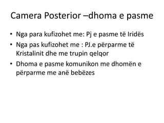 Anatomia e syrit | PPTX