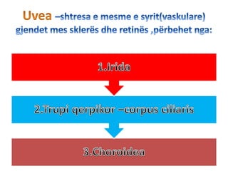 Anatomia e syrit | PPTX