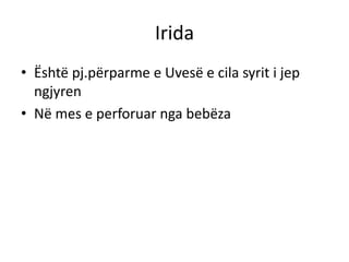 Anatomia e syrit | PPTX