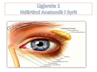 Anatomia e syrit | PPTX