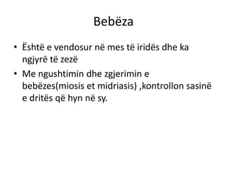 Anatomia e syrit | PPTX