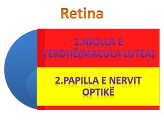Anatomia e syrit | PPTX