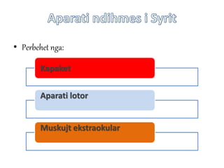 Anatomia e syrit | PPTX