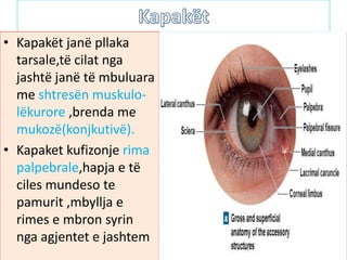 Anatomia e syrit | PPTX
