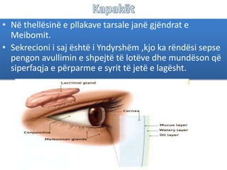 Anatomia e syrit | PPTX