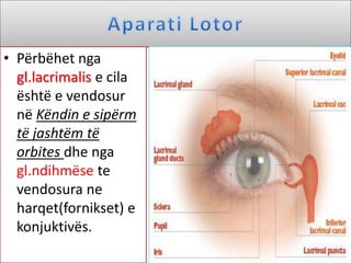 Anatomia e syrit | PPTX