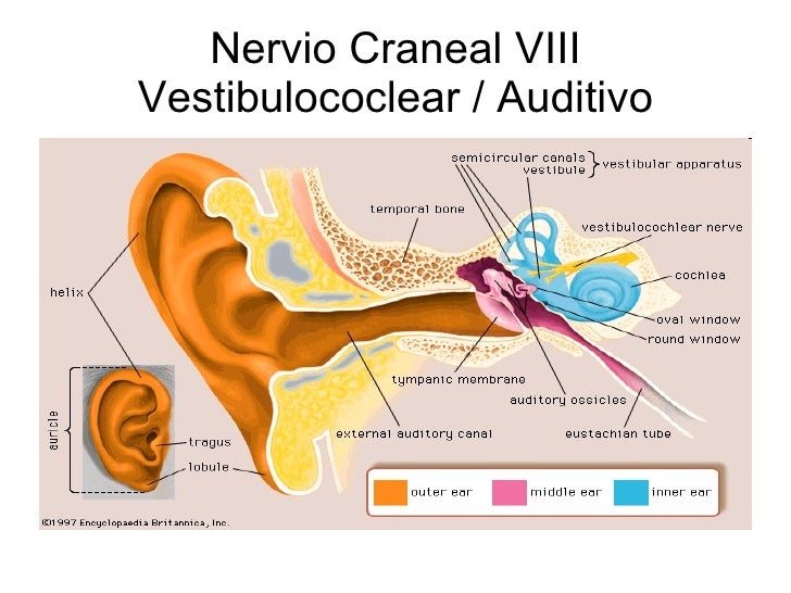 Anatomia Examen Físico
