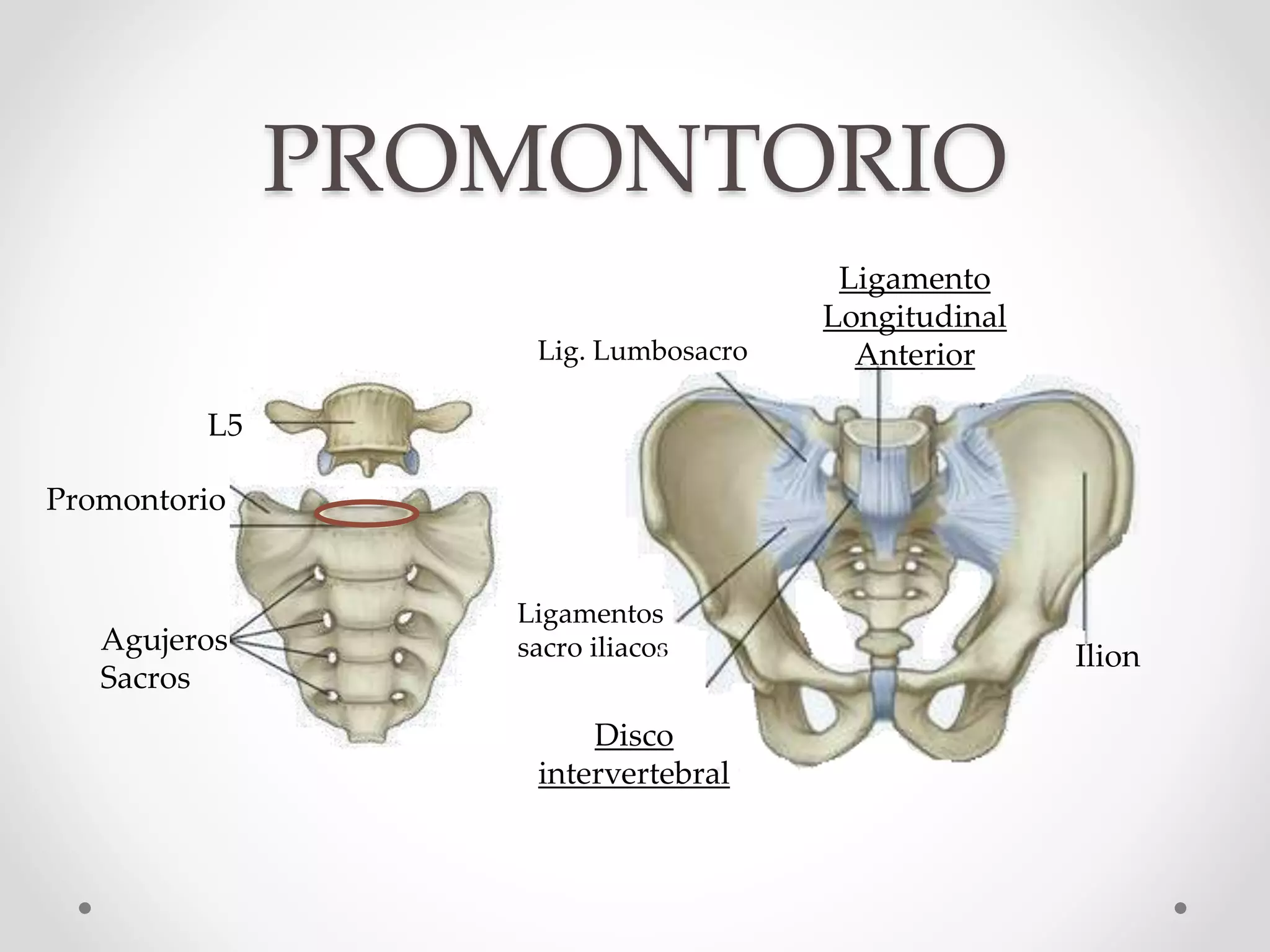 PELVIS: Promontorio. Agujero Ciatico. Ligamentos pubicos | PPTX
