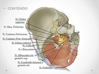 PELVIS: Promontorio. Agujero Ciatico. Ligamentos pubicos | PPTX