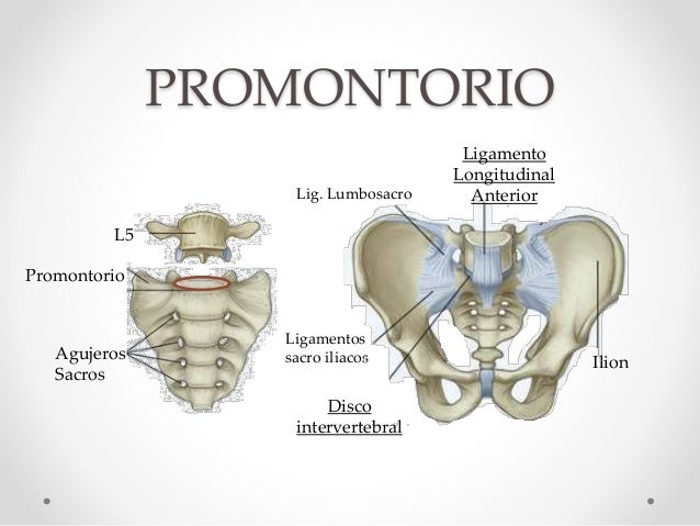 PELVIS: Promontorio. Agujero Ciatico. Ligamentos pubicos