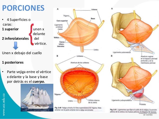 vejiga urinaria y uretra
