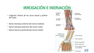 ARTICULACIONES DEL MIEMBRO SUPERIOR | PPTX
