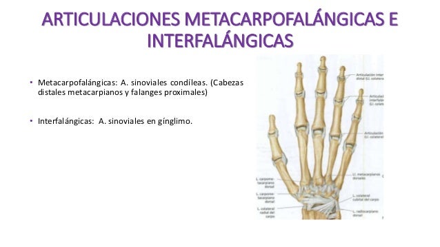 ARTICULACIONES DEL MIEMBRO SUPERIOR