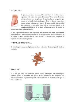 Anatomía texto (Diapositiva) | DOCX