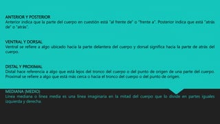 ANATOMIA EXPRES.pptx