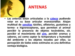 Anatomia externa de los insectos | PPTX