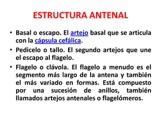 Anatomia externa de los insectos | PPTX