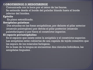 Anatomia faringe | PPT
