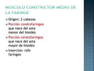 Anatomia faringe | PPTX