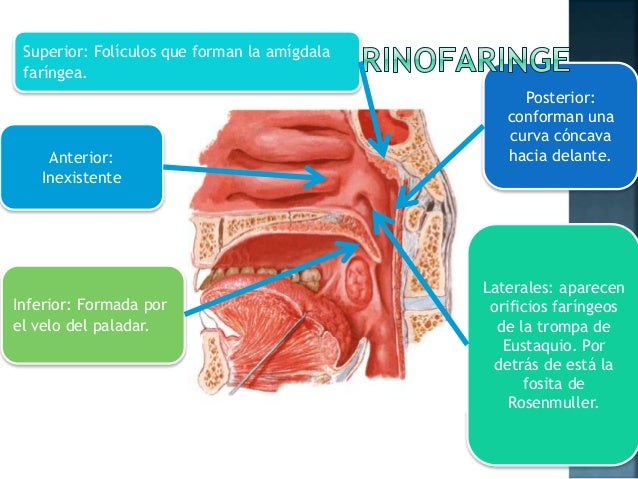 Anatomia faringe