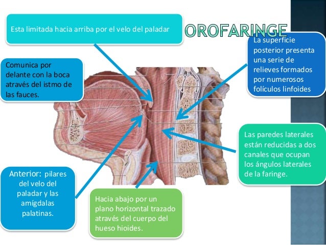 Anatomia faringe