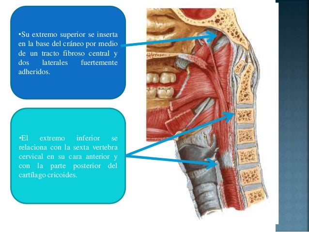Anatomia faringe