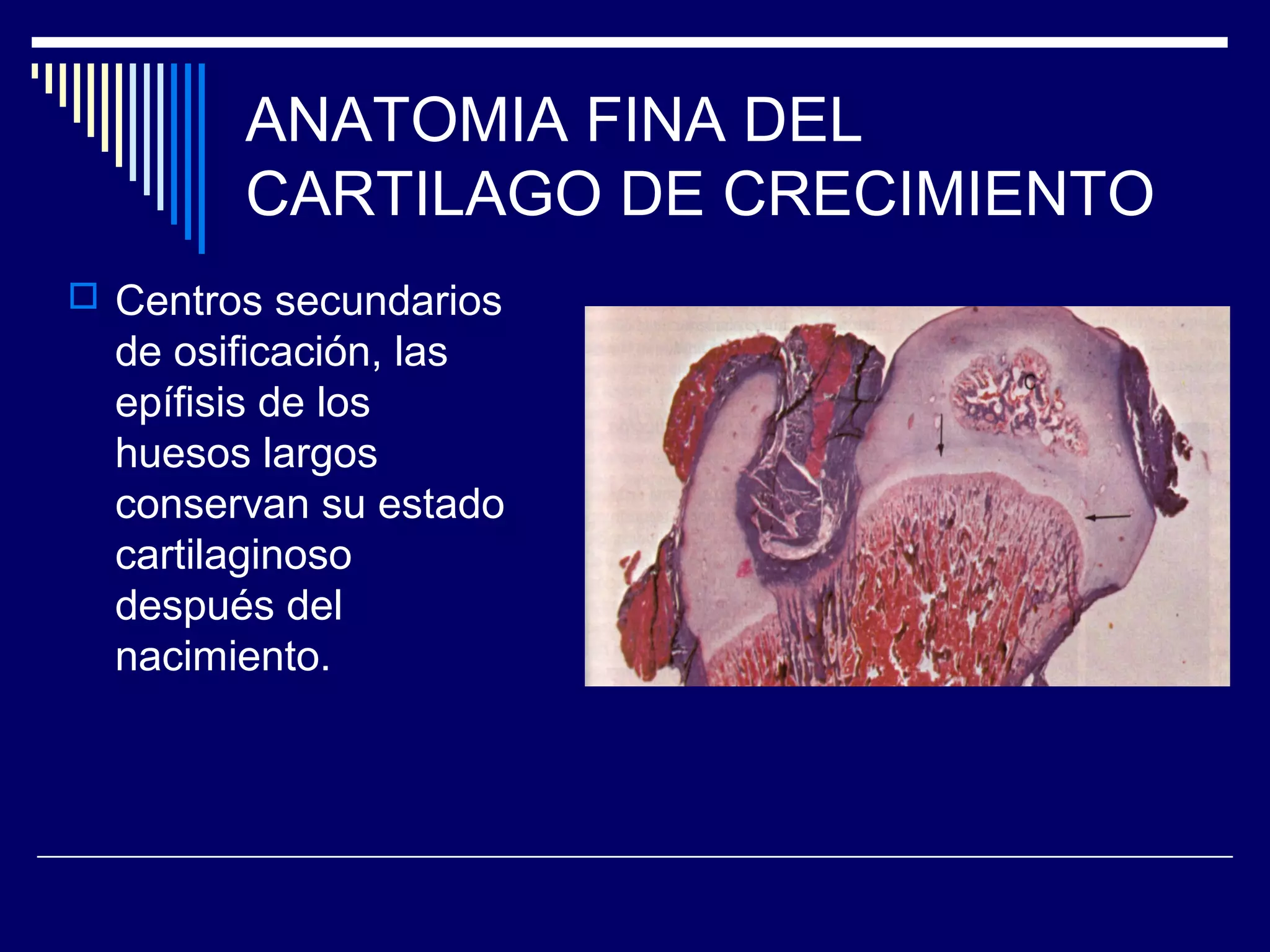 Anatomia fina del cartilago de crecimiento | PPT
