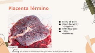 Anatomia Fisiología Placenta - copia.pptx