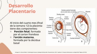 Anatomia Fisiología Placenta - copia.pptx