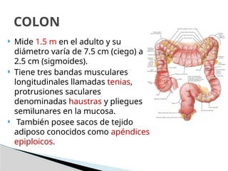 ANATOMÍA, FISIOLOGÍA de INTESTINO DELGADO Y GRUESO.pptx