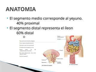 ANATOMÍA, FISIOLOGÍA de INTESTINO DELGADO Y GRUESO.pptx
