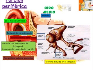Anatomia, fisiologia del oido | PPTX