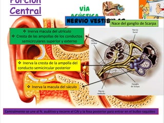 Anatomia, fisiologia del oido | PPTX