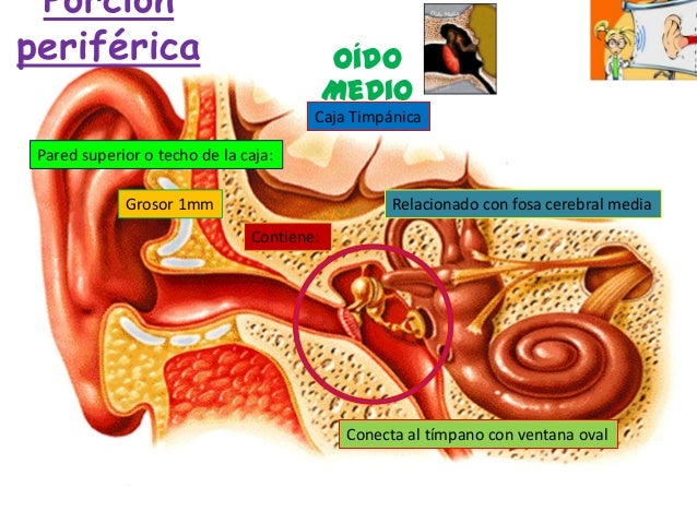 Anatomia, fisiologia del oido
